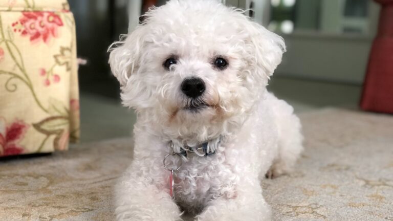 12 Boli frecvente la Bichon Frise - Totul despre bichoni