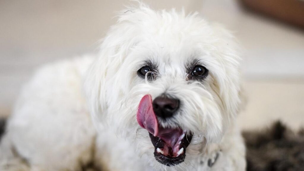 Ghid de hrănire a Bichonului Maltez - Totul despre bichoni