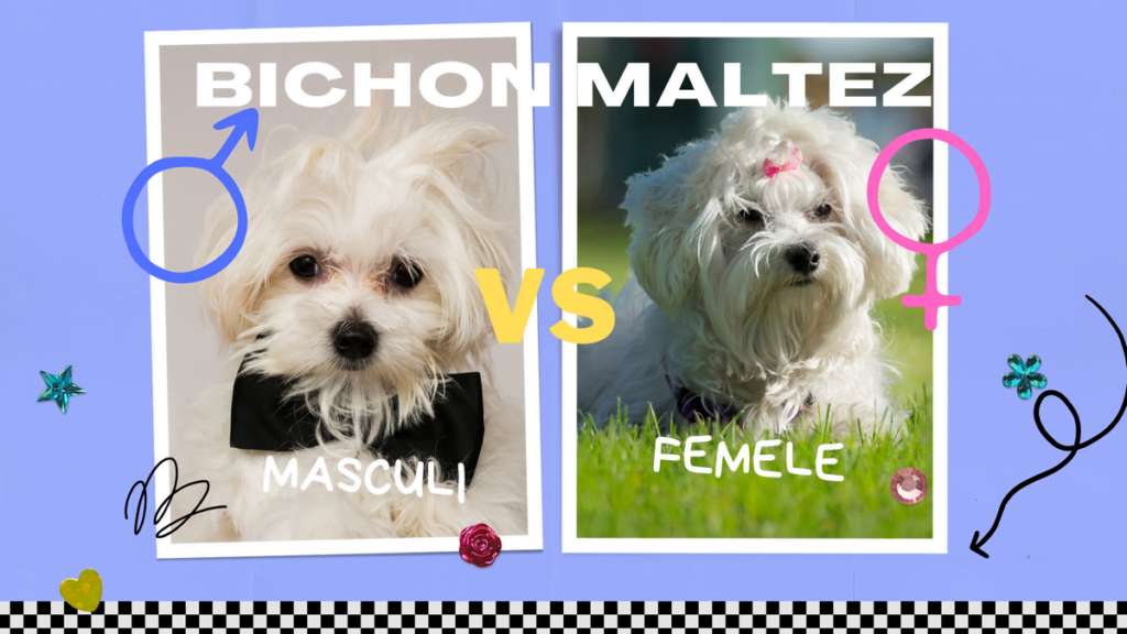 Bichon Maltez: Diferenţe între masculi şi femele - Totul despre bichoni