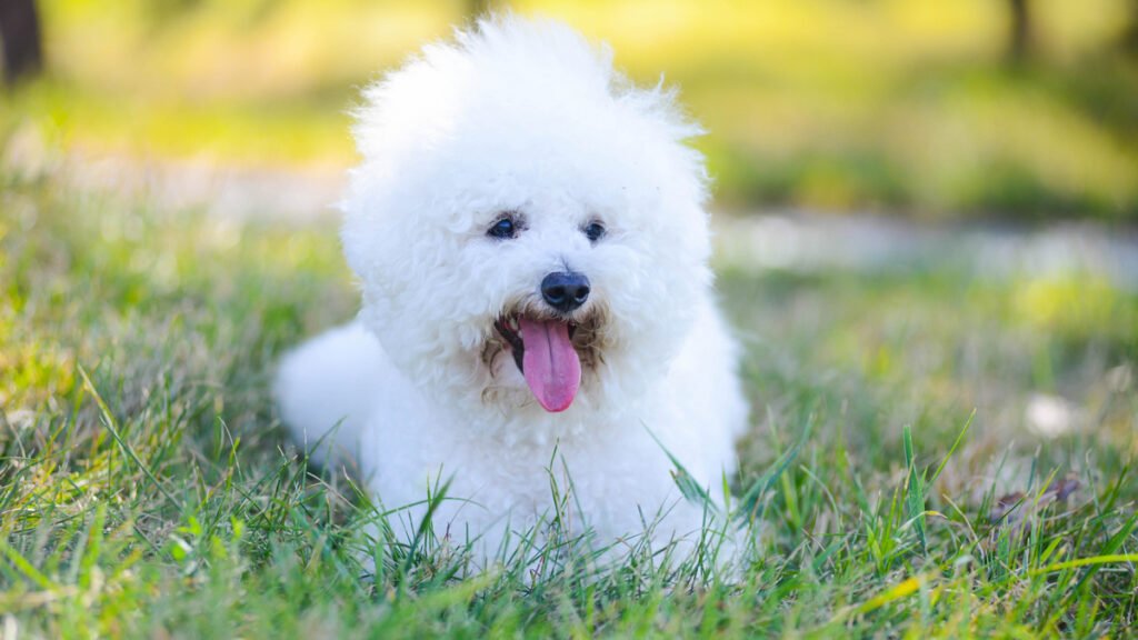 Pietre la vezică la Bichoni (şi la alţi câini de talie mică) - Totul ...