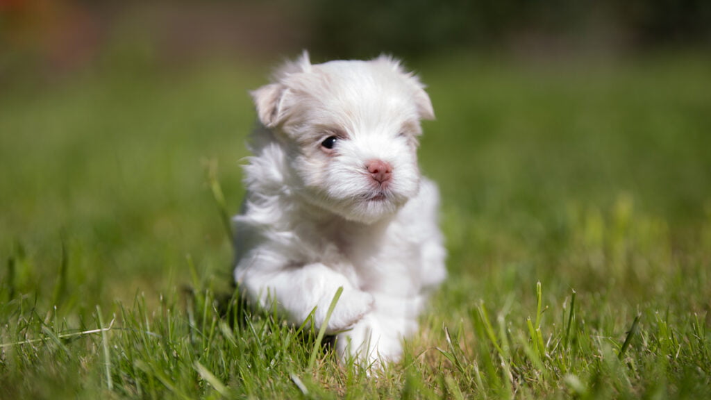 Ce mănâncă un pui de Bichon Maltez? - Totul despre bichoni