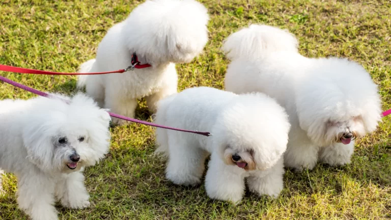 Cât crește Bichonul Frise? Greutatea în primul an de viață - Totul ...