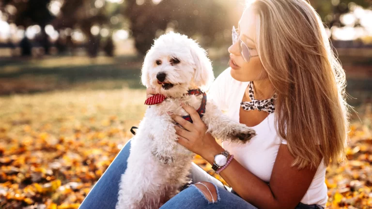 10 Curiozităţi despre Bichon Maltez - Totul despre bichoni