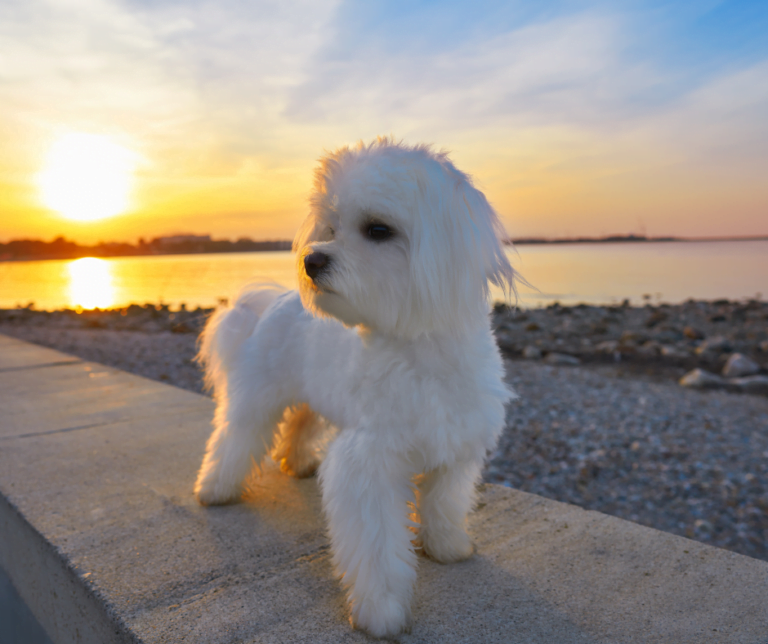 Maltichon (Bichon Frise + Bichon Maltez) - Totul despre bichoni