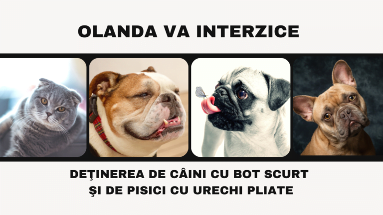 Olanda va interzice deţinerea de câini cu bot scurt şi de pisici cu ...