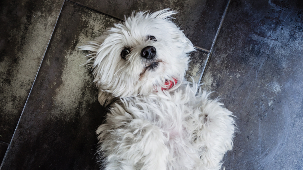 Pete negre pe piele la Bichon Maltez. De ce apar? - Totul despre bichoni
