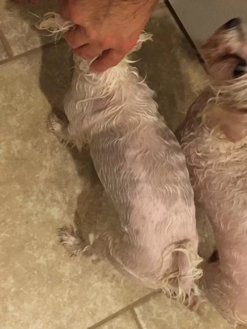 Pete negre pe piele la Bichon Maltez. De ce apar? - Totul despre bichoni