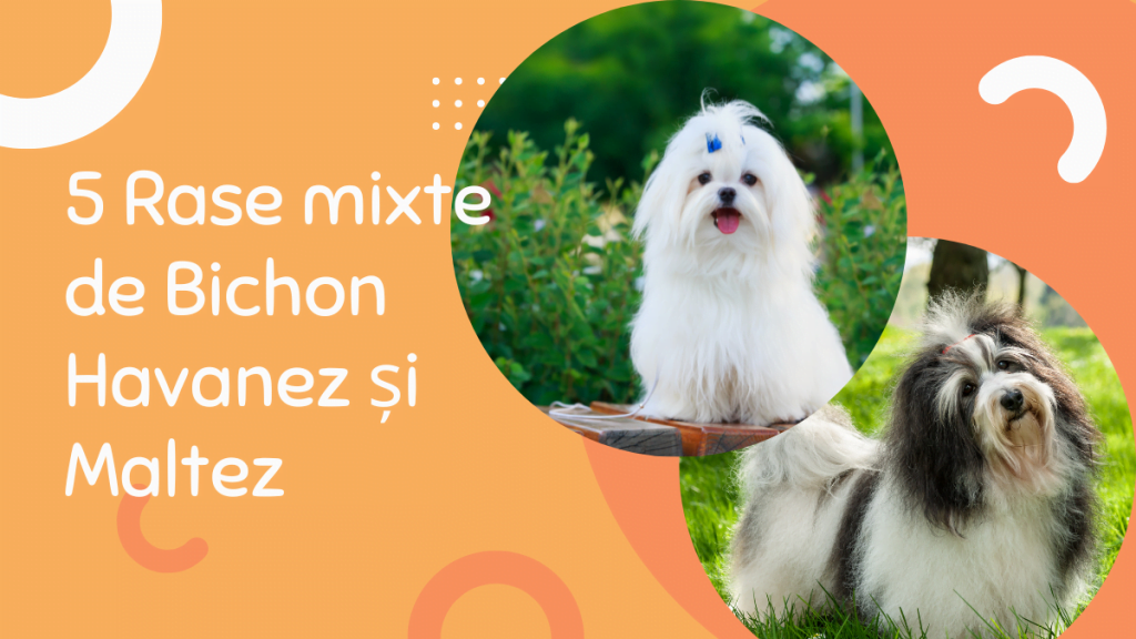 5 Rase mixte de Bichon Havanez și Maltez - Totul despre bichoni