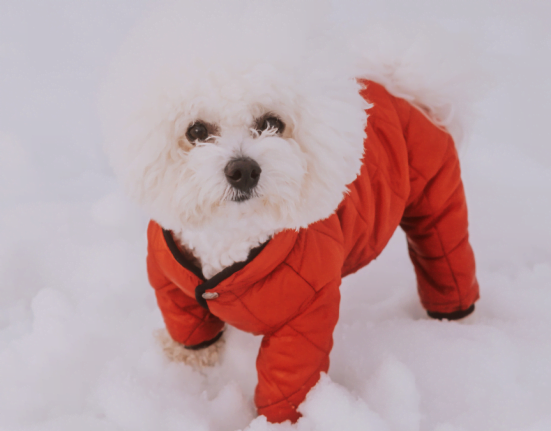 Home - Totul despre bichoni