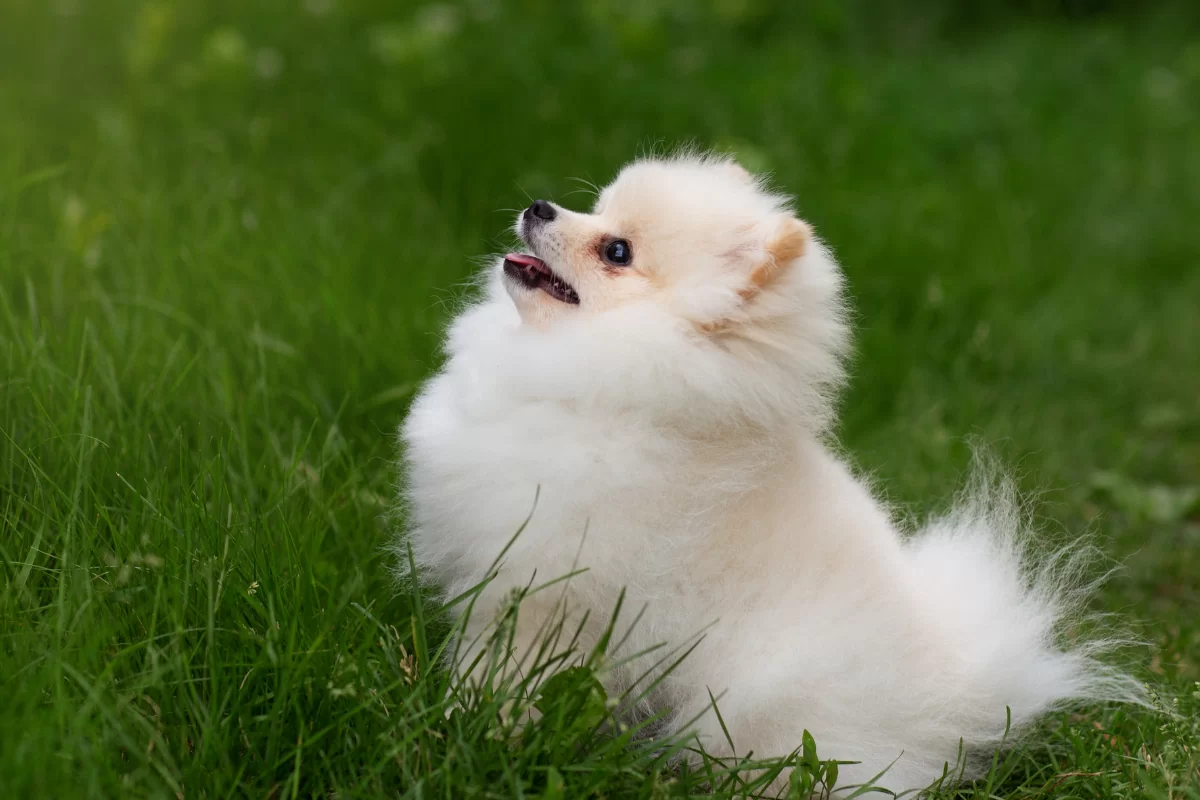 10 Rase de câini asemănătoare cu Bichon Maltez - Totul despre bichoni