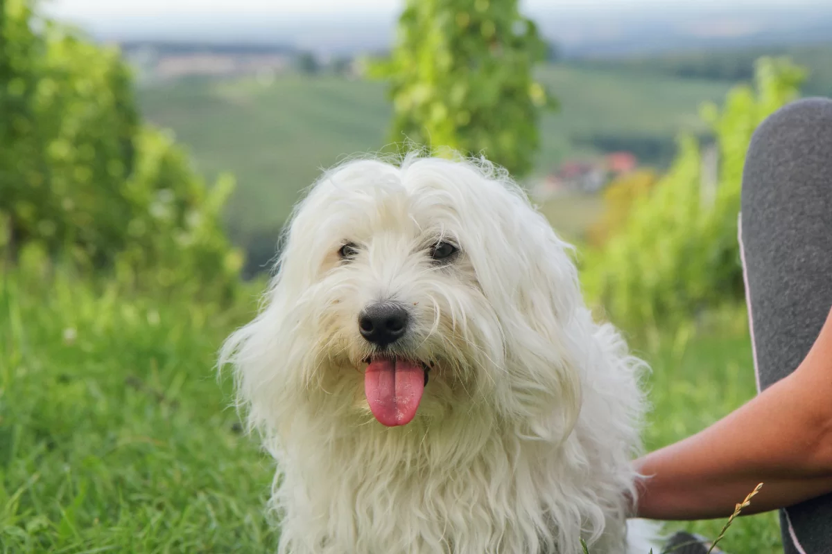 10 Rase de câini asemănătoare cu Bichon Maltez - Totul despre bichoni