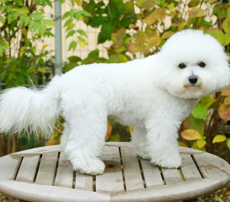 10 Rase de câini asemănătoare cu Bichon Havanez - Totul despre bichoni