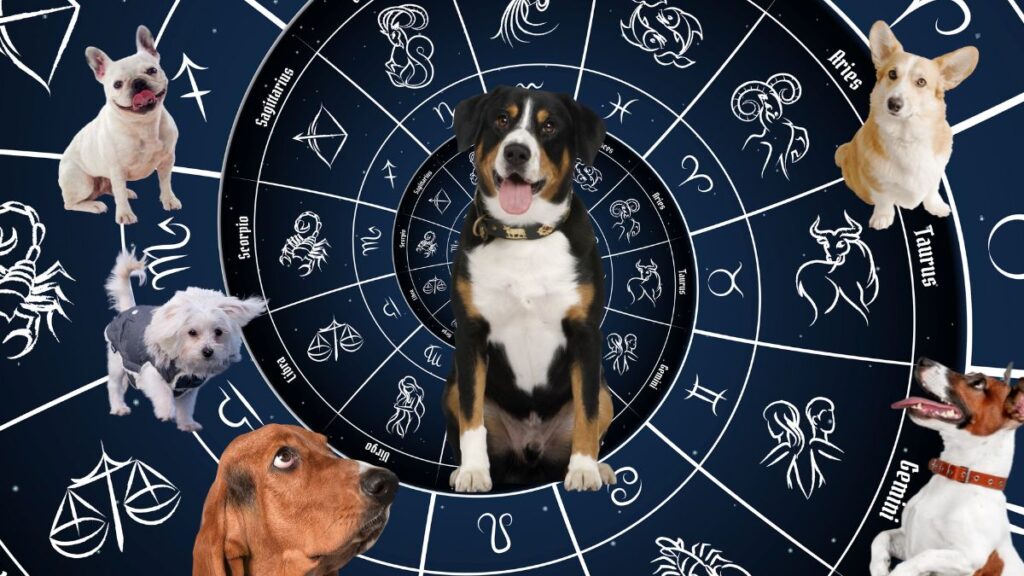 3 rase de câini potrivite, în funcție de zodie - Totul despre bichoni