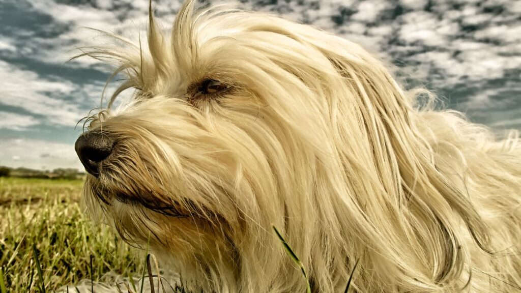 Bichon Havanez - Totul despre bichoni