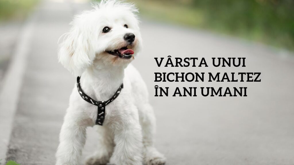 Care este vârsta unui Bichon Maltez în ani umani - Totul despre bichoni