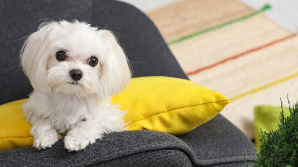 Bichon Maltez miroase urât - 6 Cauze și remedii - Totul despre bichoni
