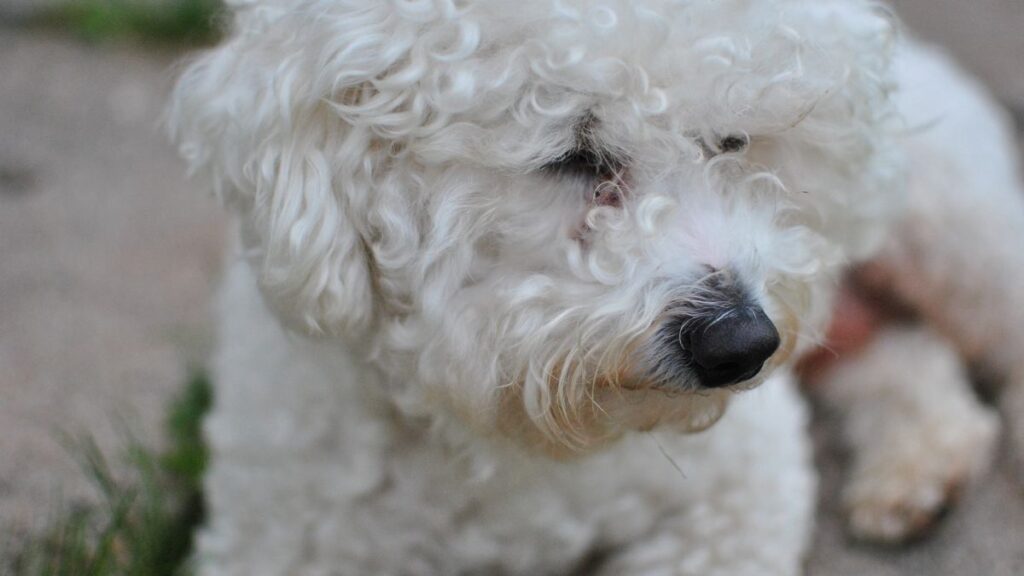 4 Boli ale sistemului endocrin la Bichon Frise - Totul despre bichoni