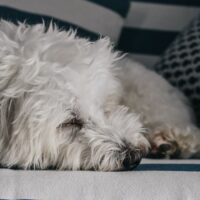 Maltichon (Bichon Frise + Bichon Maltez) - Totul despre bichoni