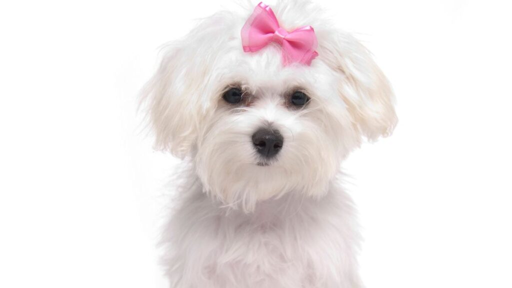 Sterilizare femelă Bichon Maltez. Care este vârsta optimă? - Totul ...