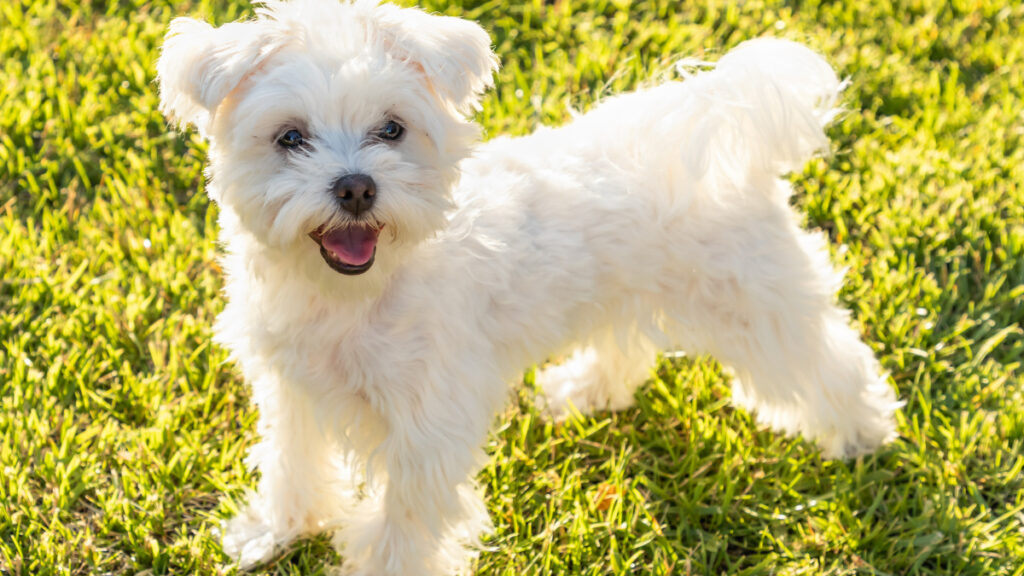 Bichon Maltez sapă gropi. De ce? - Totul despre bichoni