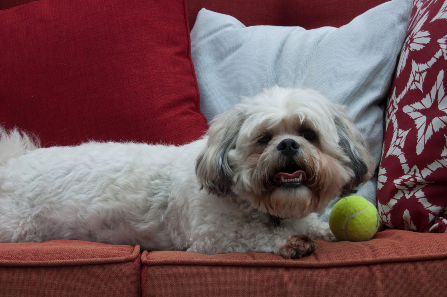 SHICHON sau ZUCHON (Bichon Frise+Shih Tzu) - Totul despre bichoni