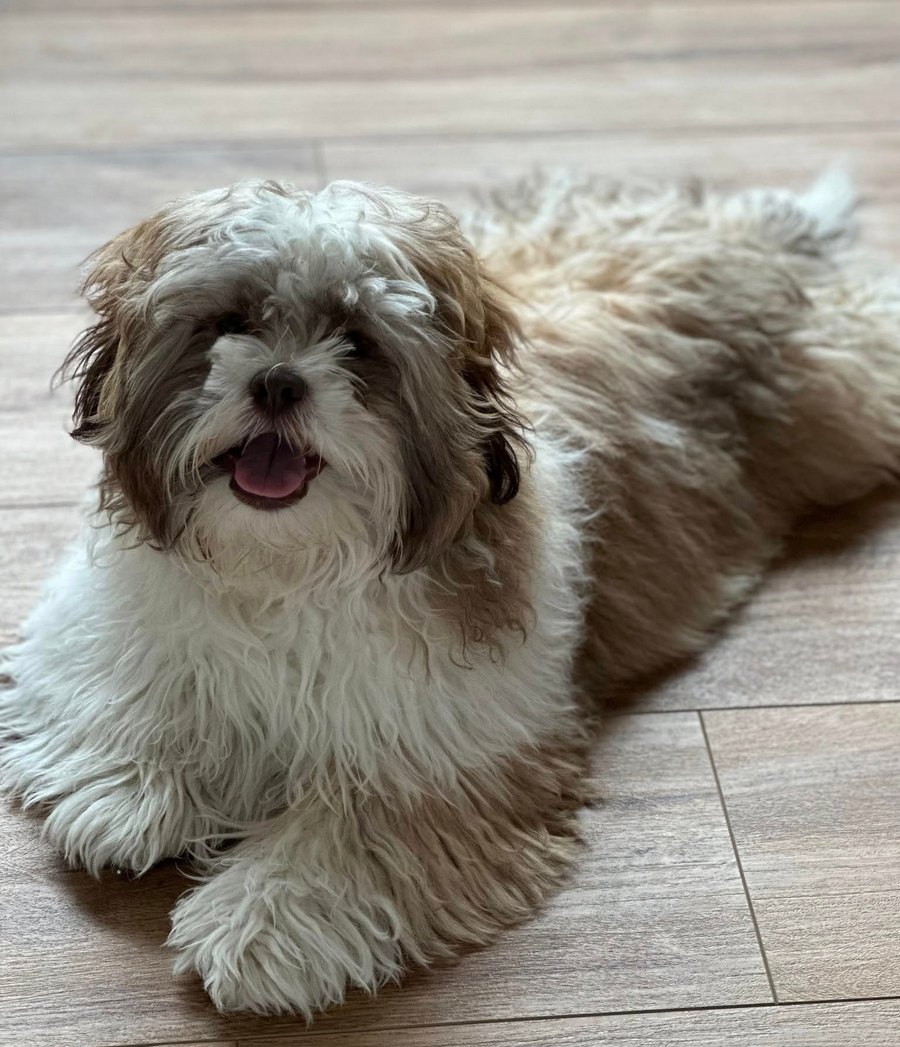 SHICHON sau ZUCHON (Bichon Frise+Shih Tzu) - Totul despre bichoni