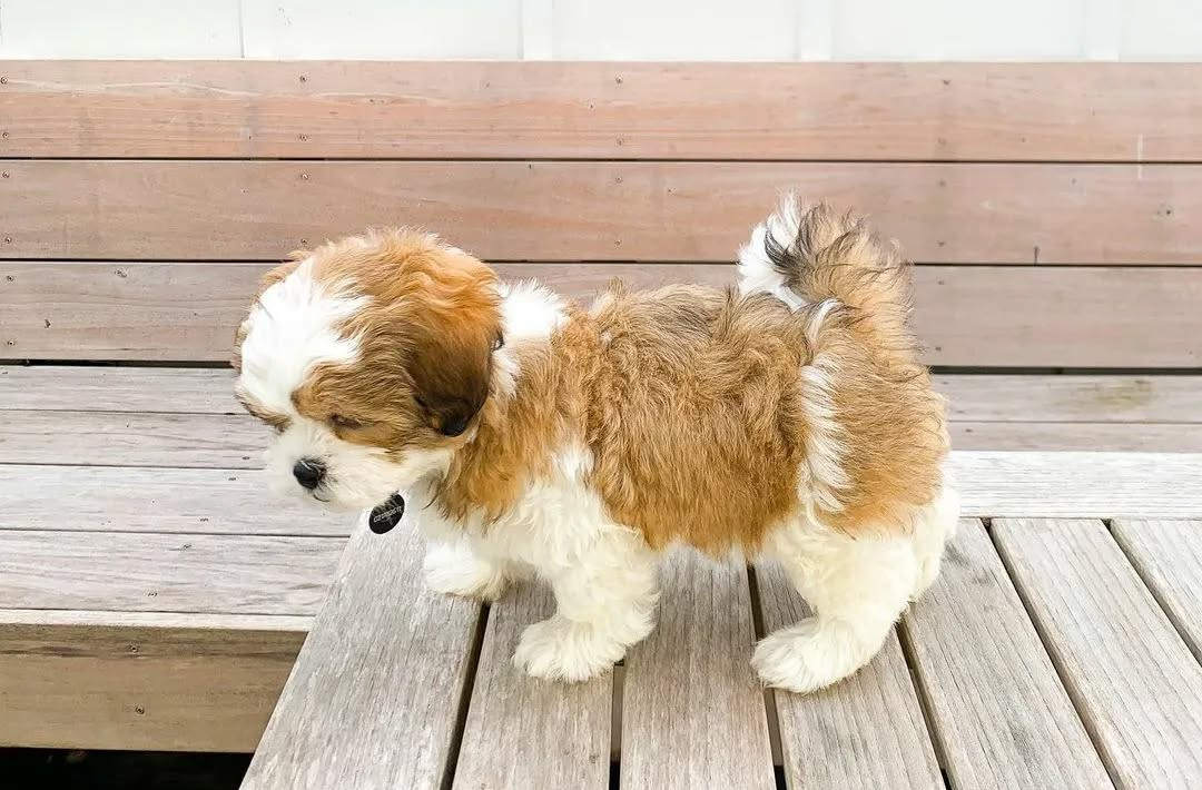 SHICHON sau ZUCHON (Bichon Frise+Shih Tzu) - Totul despre bichoni