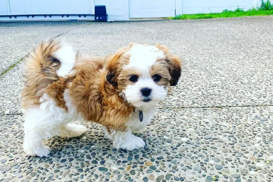 SHICHON sau ZUCHON (Bichon Frise+Shih Tzu) - Totul despre bichoni