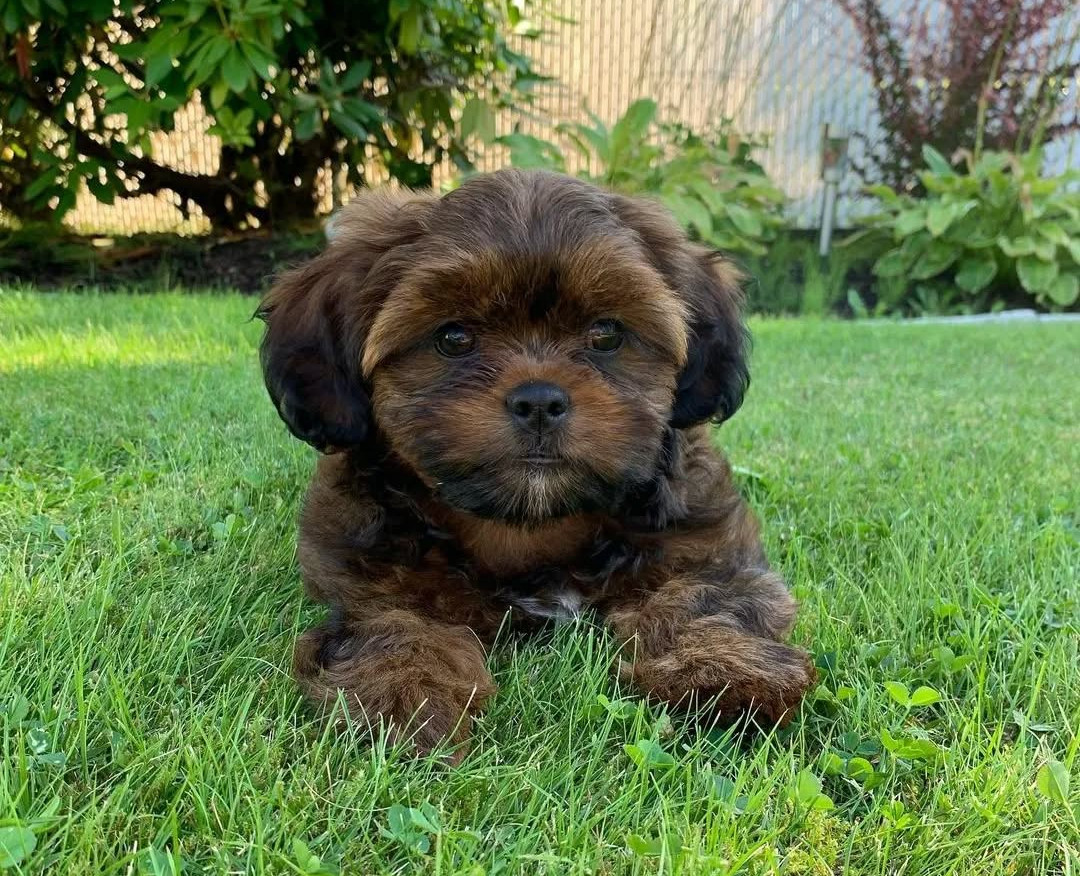 SHICHON sau ZUCHON (Bichon Frise+Shih Tzu) - Totul despre bichoni